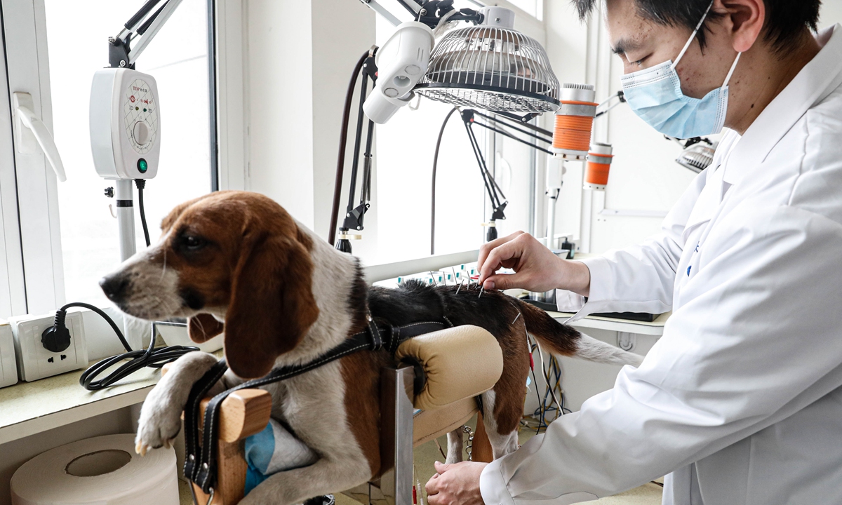 【GLOBAL TIMES】Do you know pets can also be treated with Traditional ...